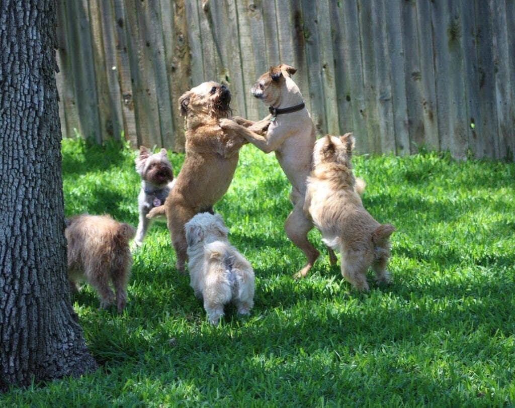 Adoption Celebration Photos and Videos - NBGR Inc.