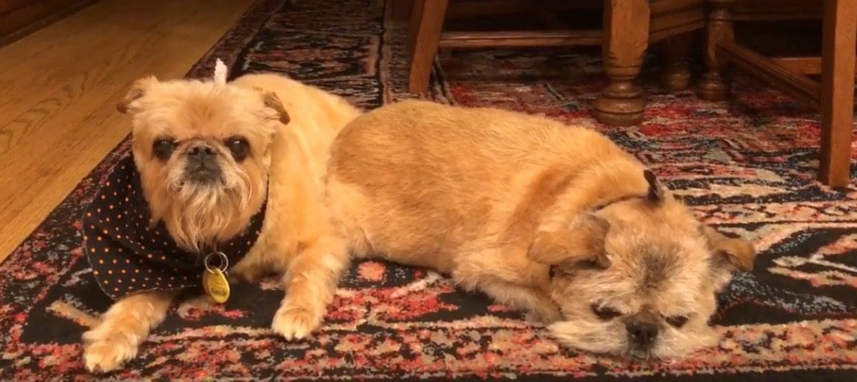 In Memory of Buck and Gunnar - National Brussels Griffon Rescue, Inc.