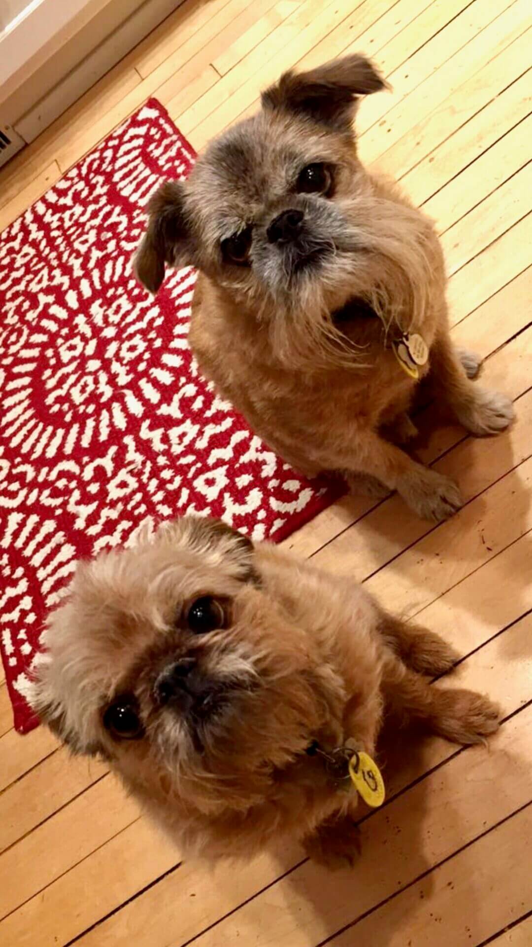 In Memory of Buck and Gunnar - National Brussels Griffon Rescue, Inc.