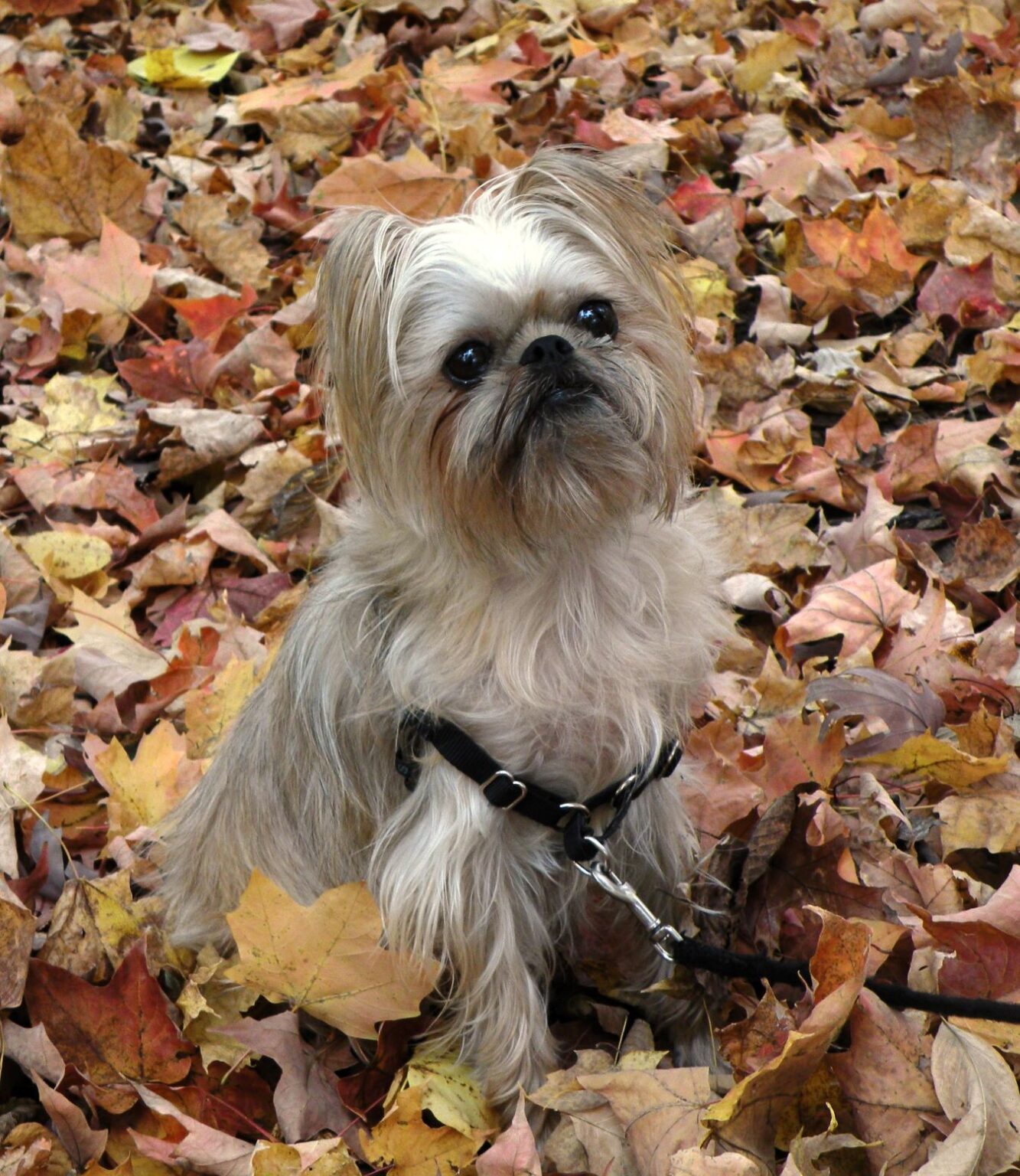 In Loving Memory of Moneme - National Brussels Griffon Rescue, Inc.