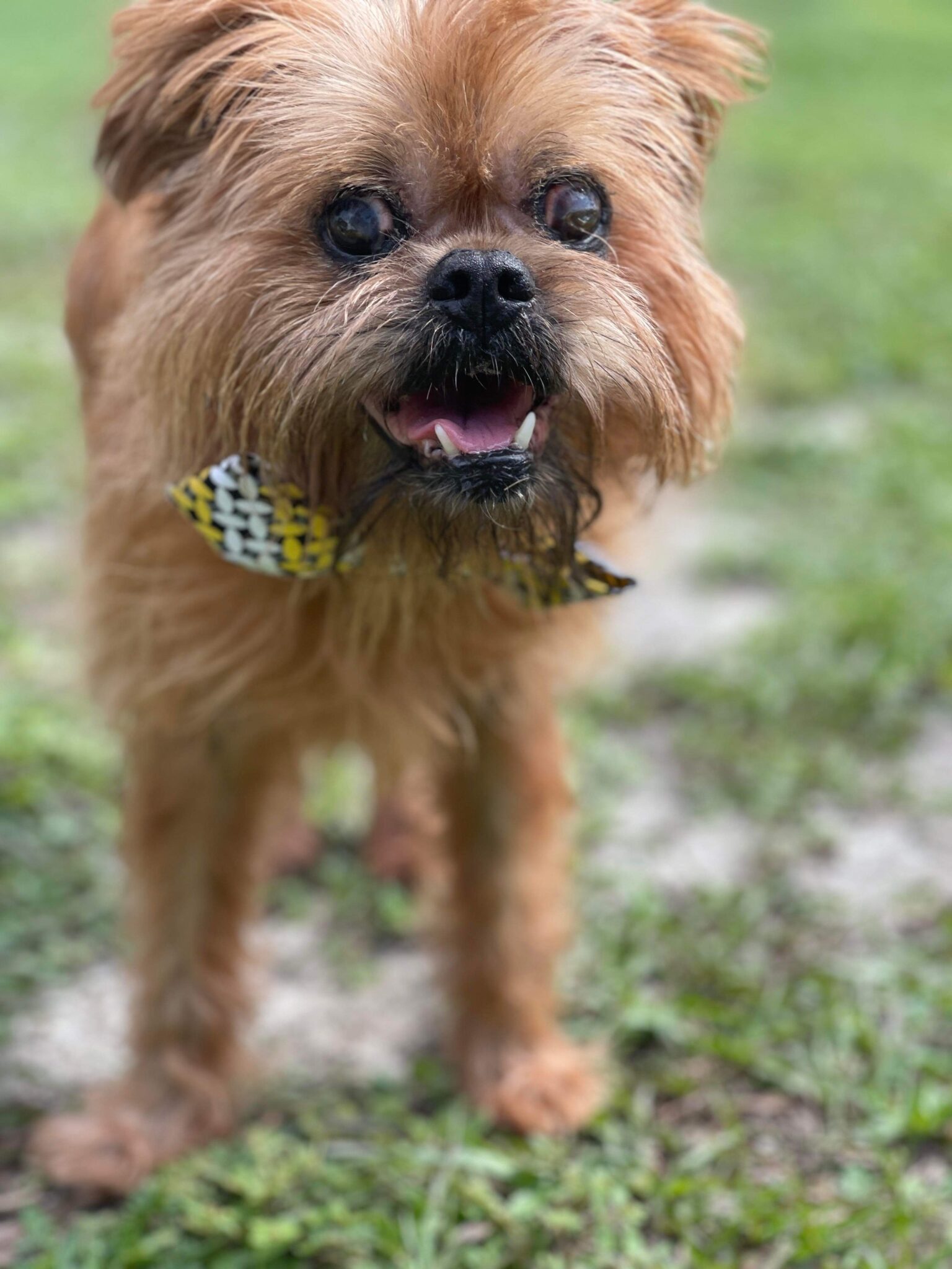 Our Rescues - National Brussels Griffon Rescue, Inc.