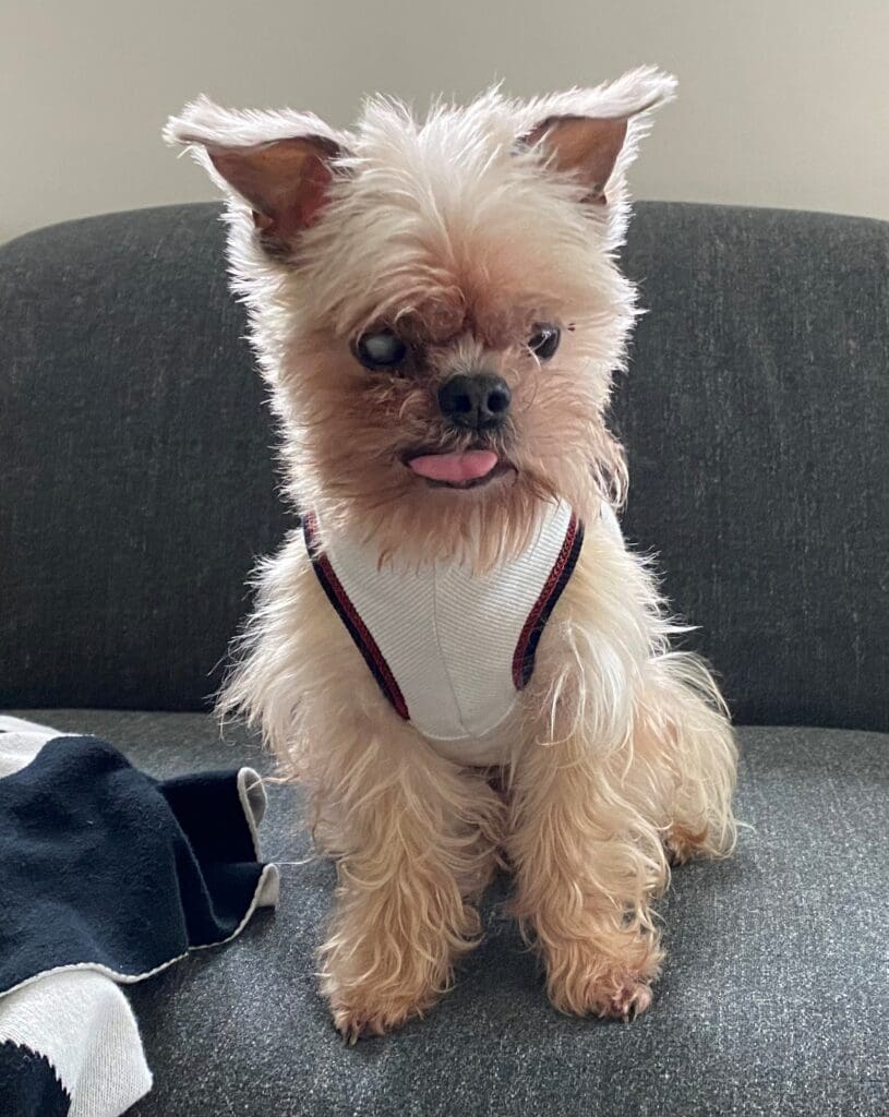 Our Rescues - National Brussels Griffon Rescue, Inc.