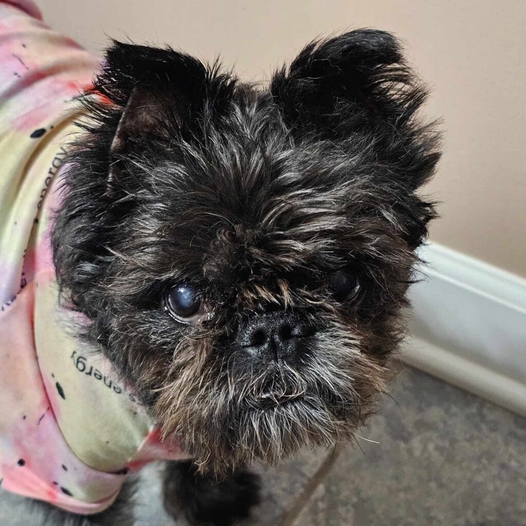 Our Rescues - National Brussels Griffon Rescue, Inc.