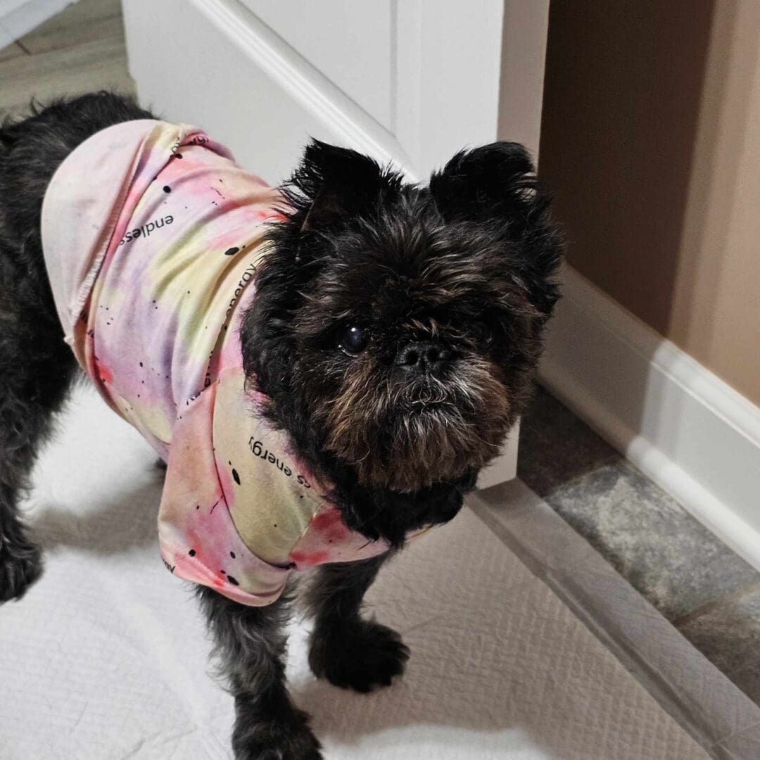 Our Rescues - National Brussels Griffon Rescue, Inc.