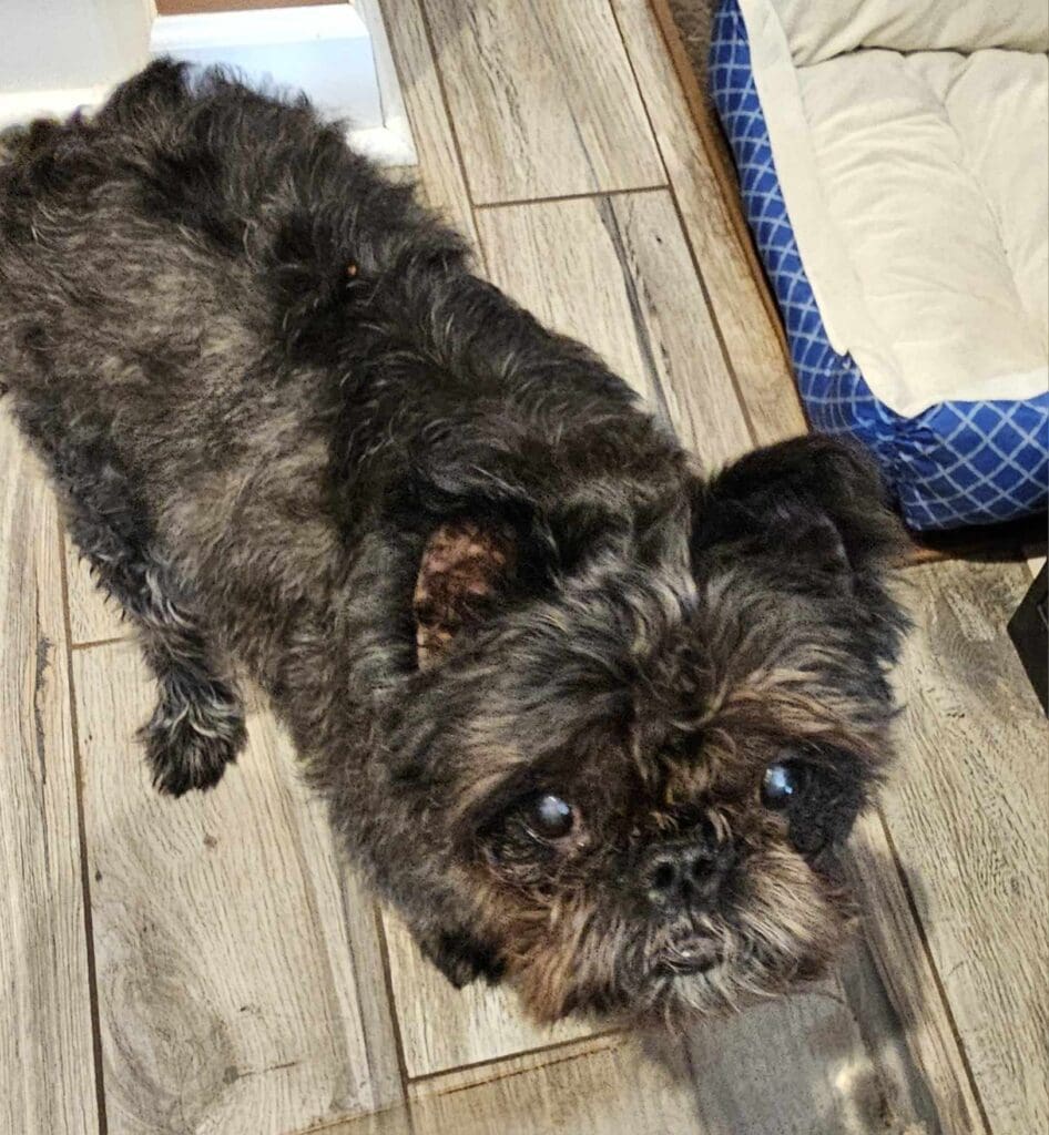 Our Rescues - National Brussels Griffon Rescue, Inc.