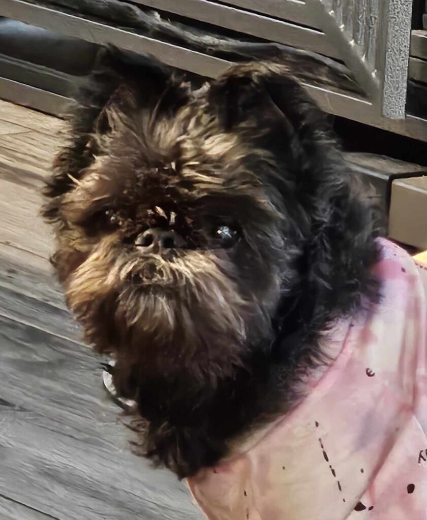 Our Rescues - Bonded Griffs Adoption