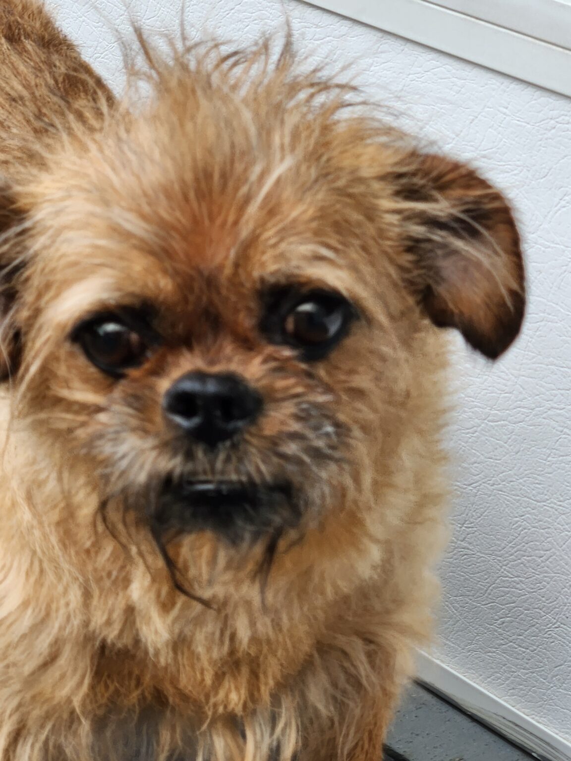 Our Rescues - National Brussels Griffon Rescue, Inc.