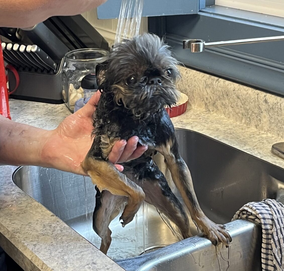 Our Rescues - National Brussels Griffon Rescue, Inc.