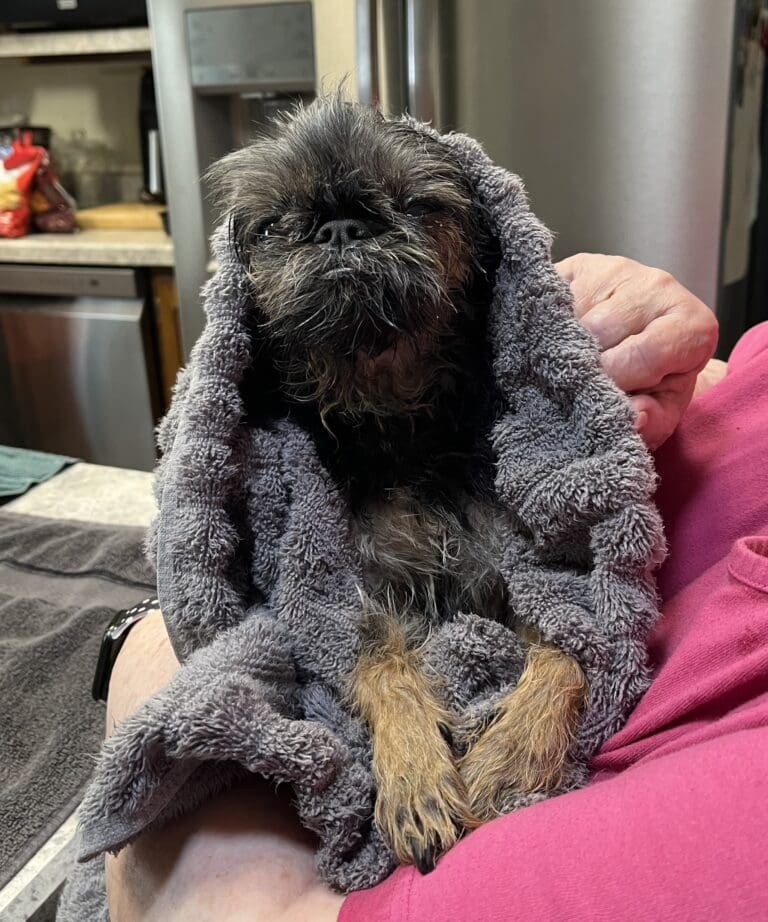 Our Rescues - National Brussels Griffon Rescue, Inc.