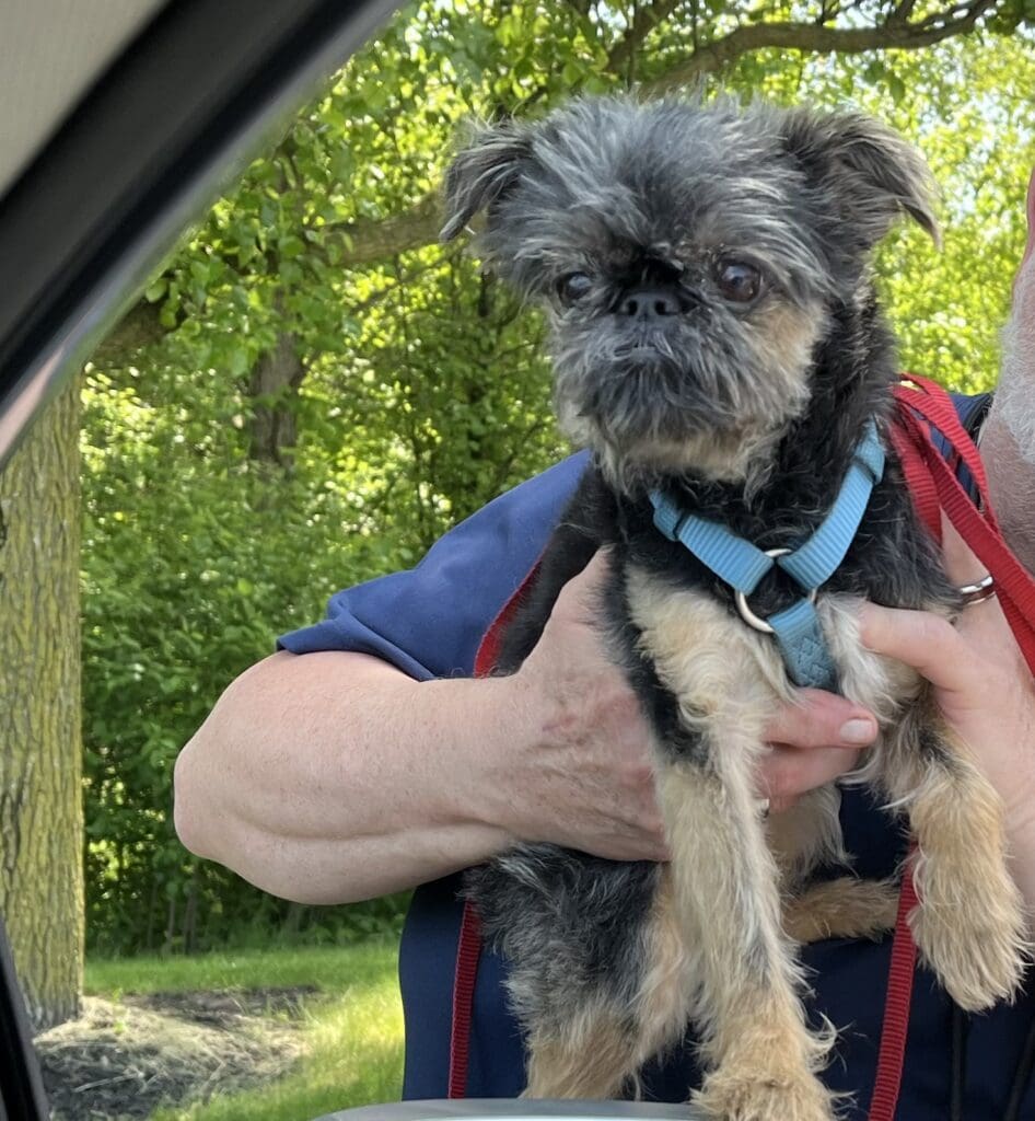 Our Rescues - National Brussels Griffon Rescue, Inc.