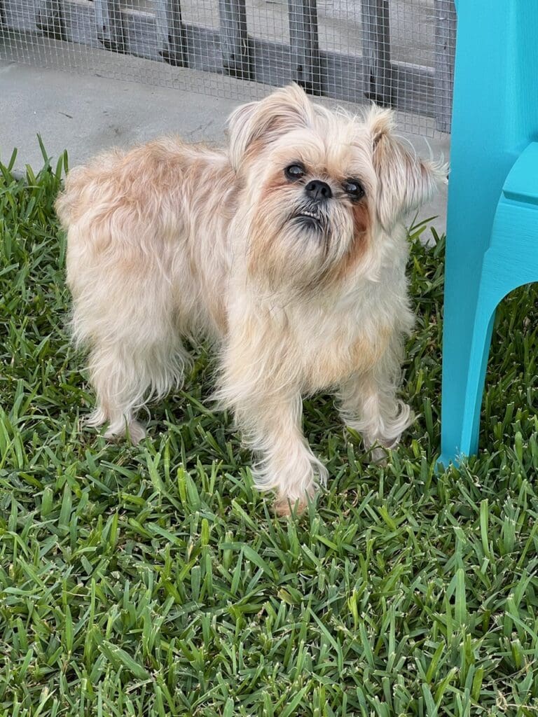 Our Rescues - National Brussels Griffon Rescue, Inc.