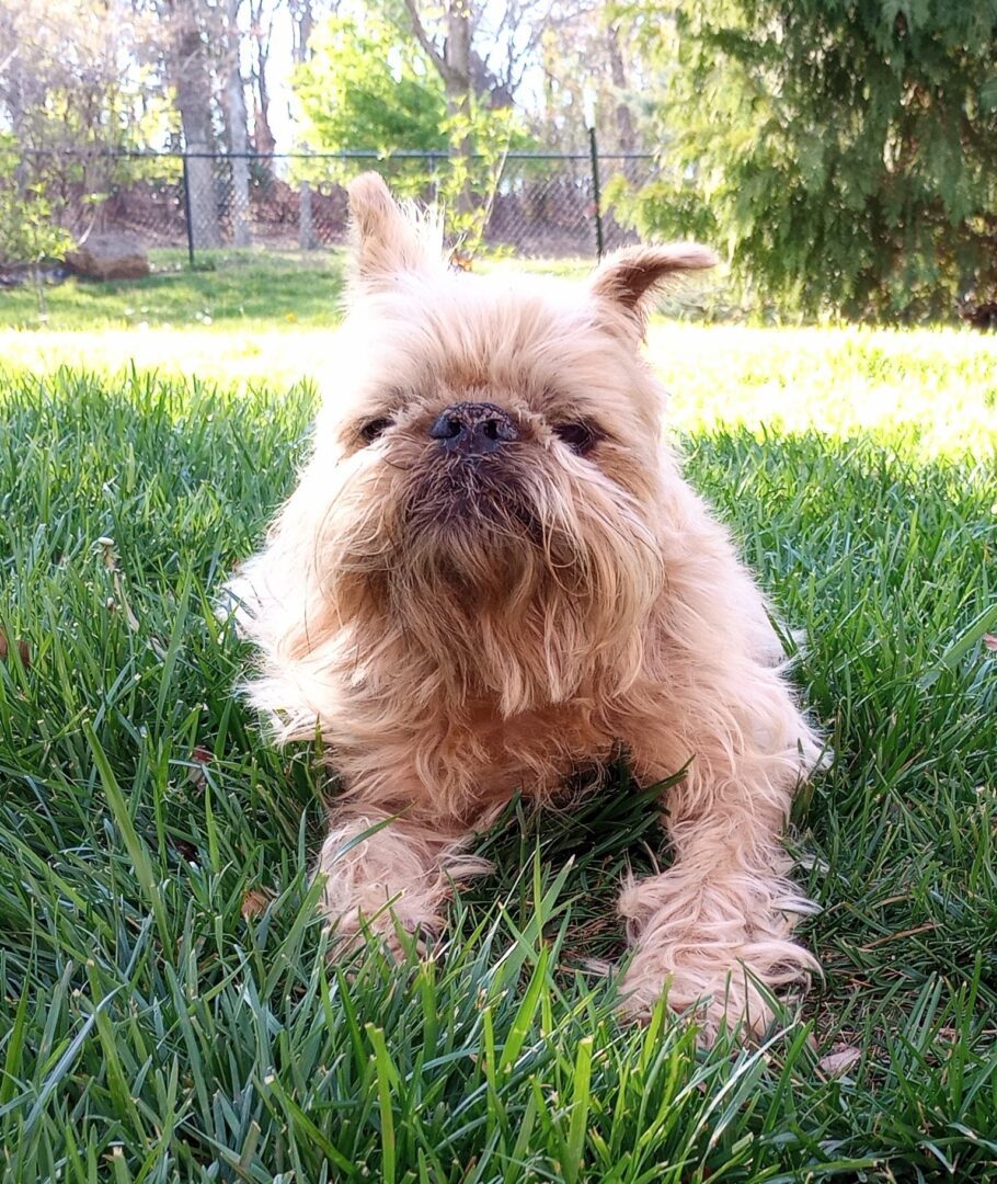 In Loving Memory of Tooey - National Brussels Griffon Rescue, Inc.