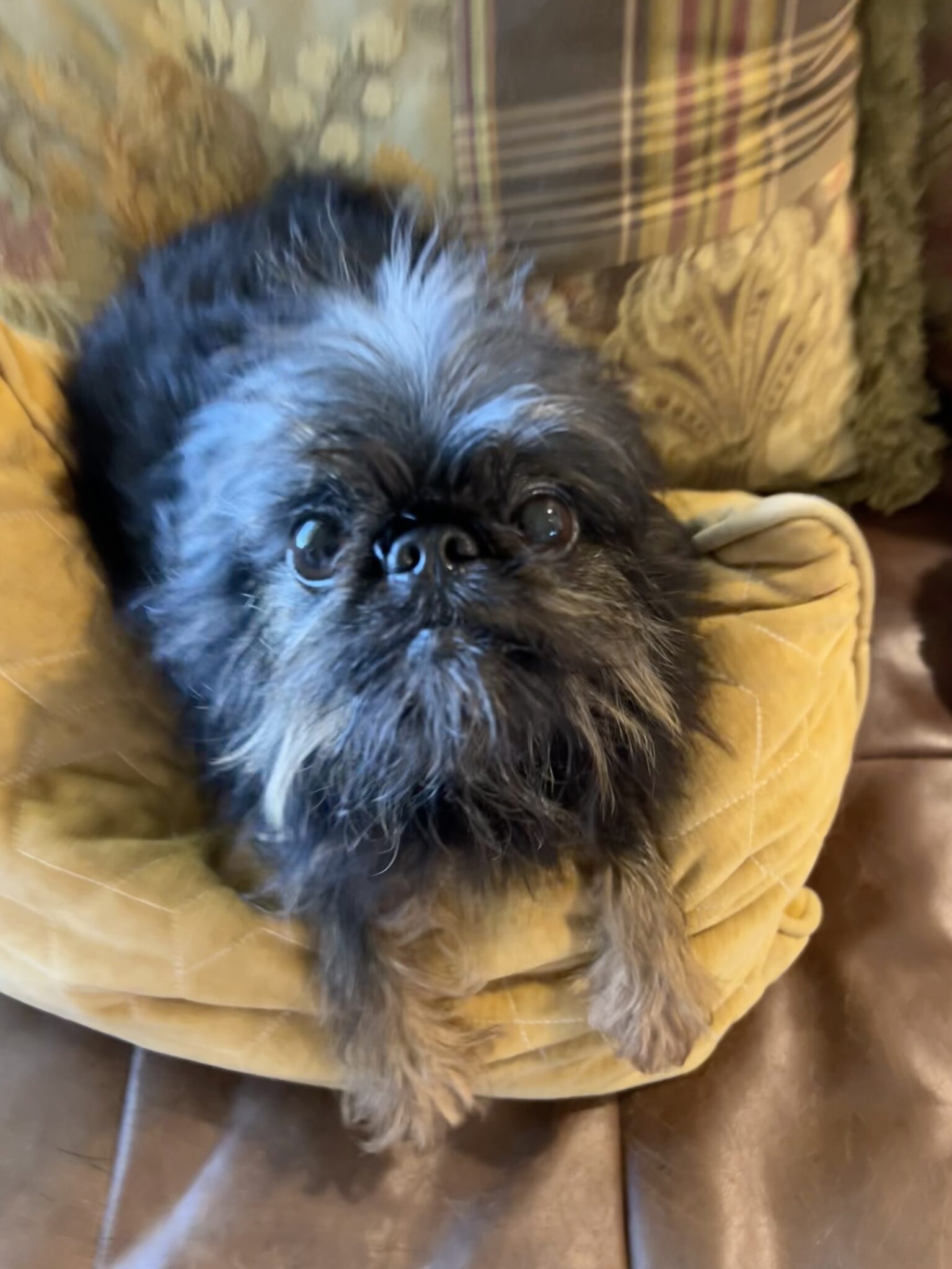 Our Rescues - National Brussels Griffon Rescue, Inc.