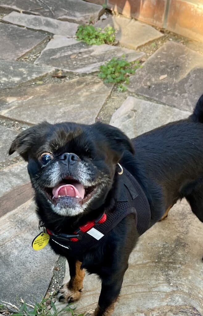 Our Rescues - National Brussels Griffon Rescue, Inc.