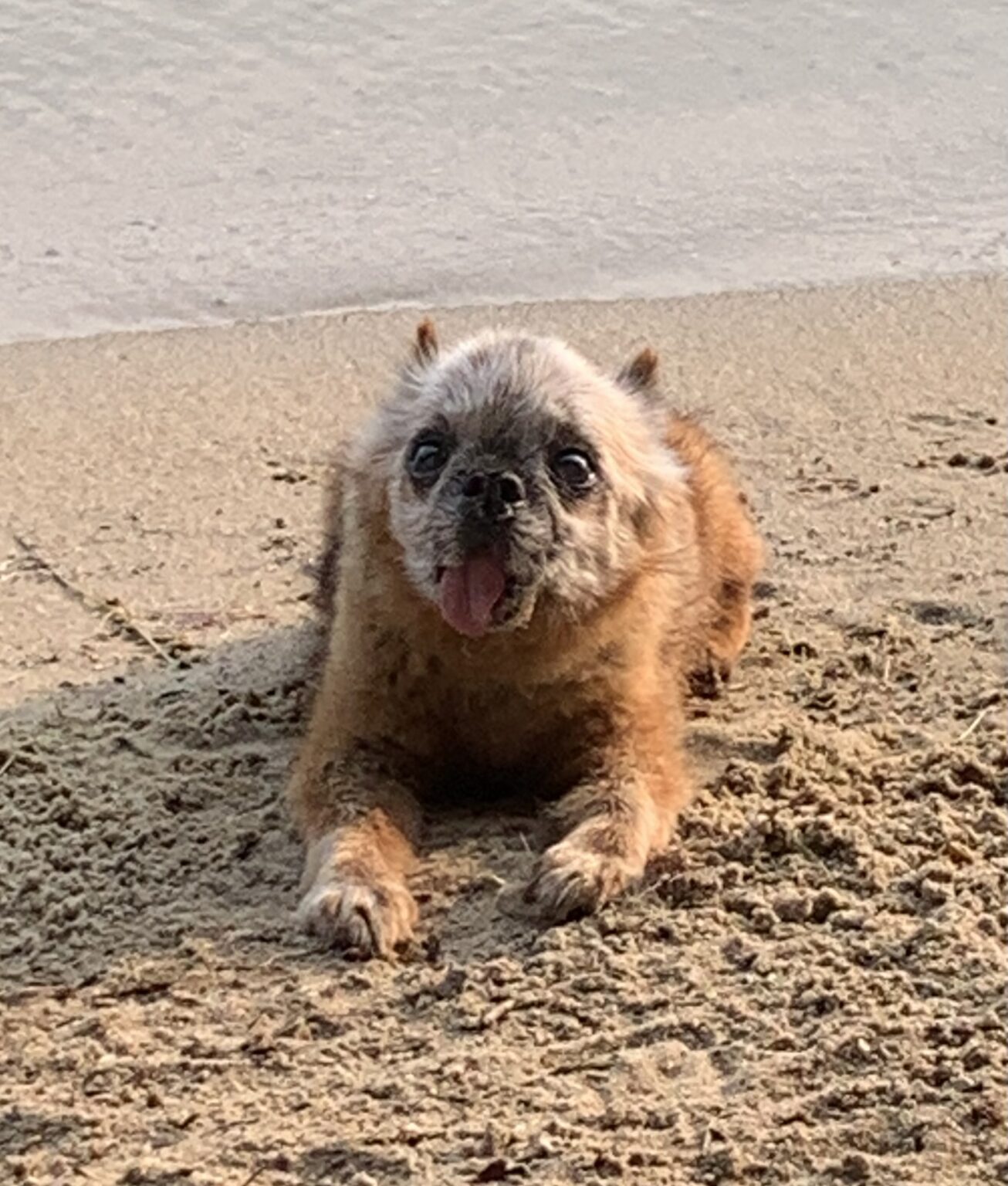 In Loving Memory of Brody - National Brussels Griffon Rescue, Inc.