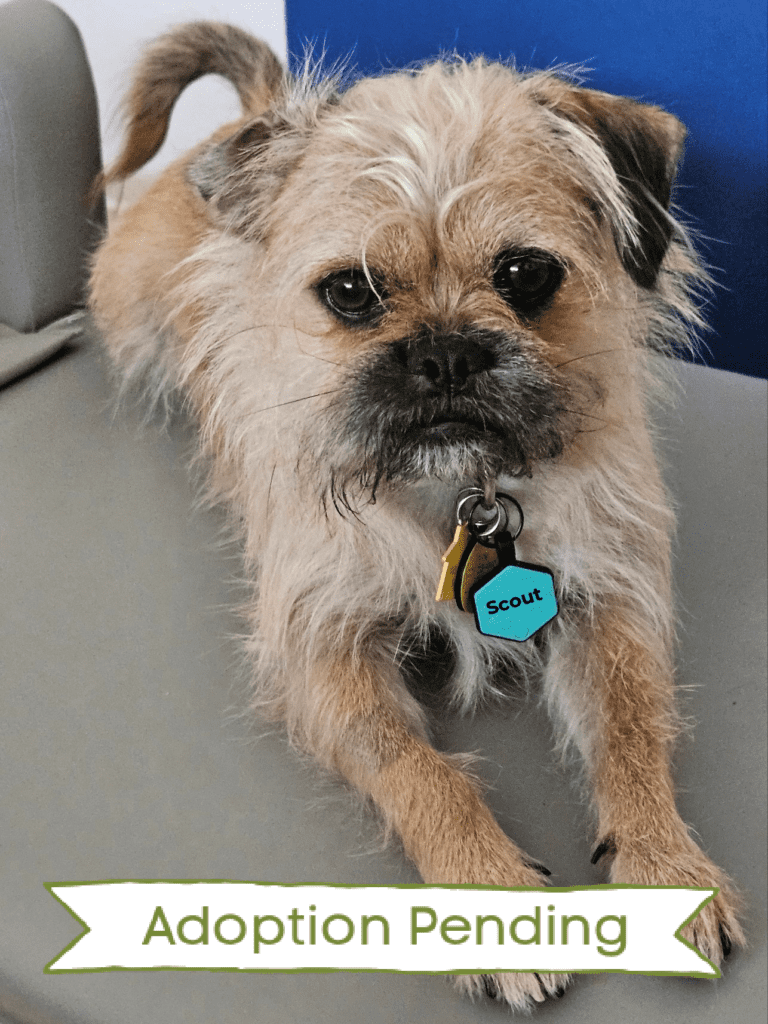 Our Rescues - National Brussels Griffon Rescue, Inc.