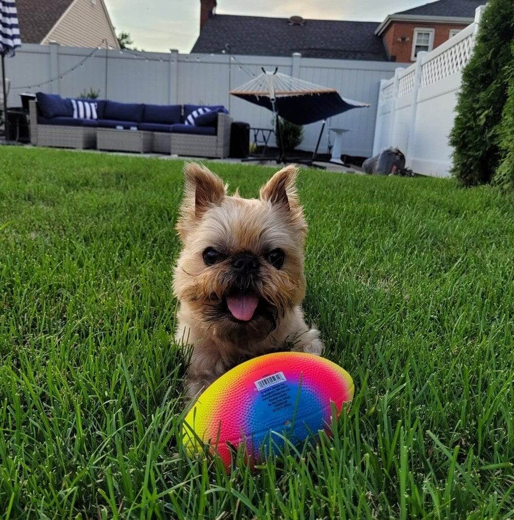 In Loving Memory of Baxter & Griffon - National Brussels Griffon Rescue ...