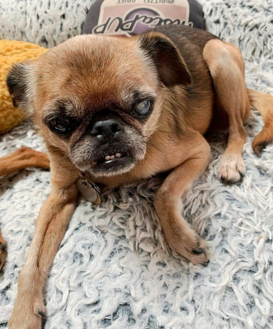 In Loving Memory of Sheppy - National Brussels Griffon Rescue, Inc.