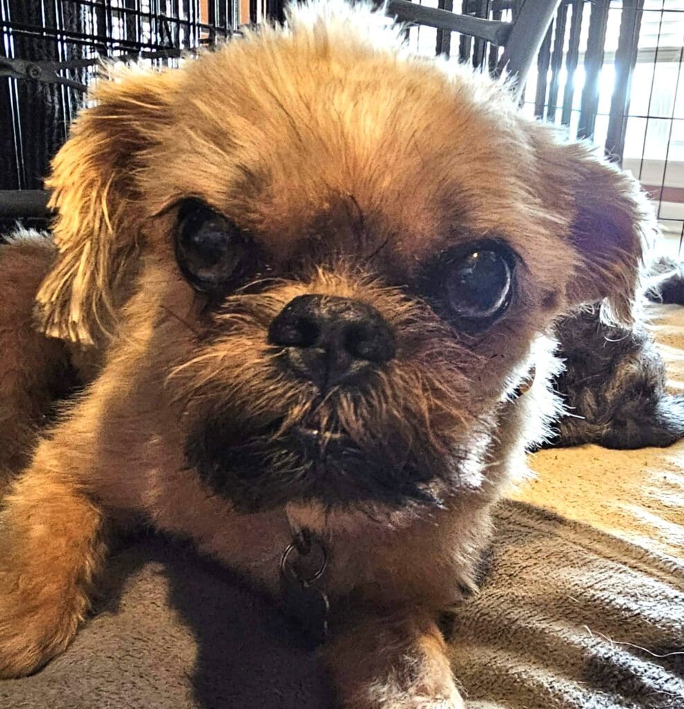 In Loving Memory of Mikey - National Brussels Griffon Rescue, Inc.