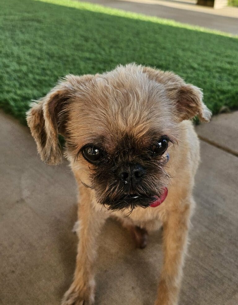 In Loving Memory of Mikey - National Brussels Griffon Rescue, Inc.