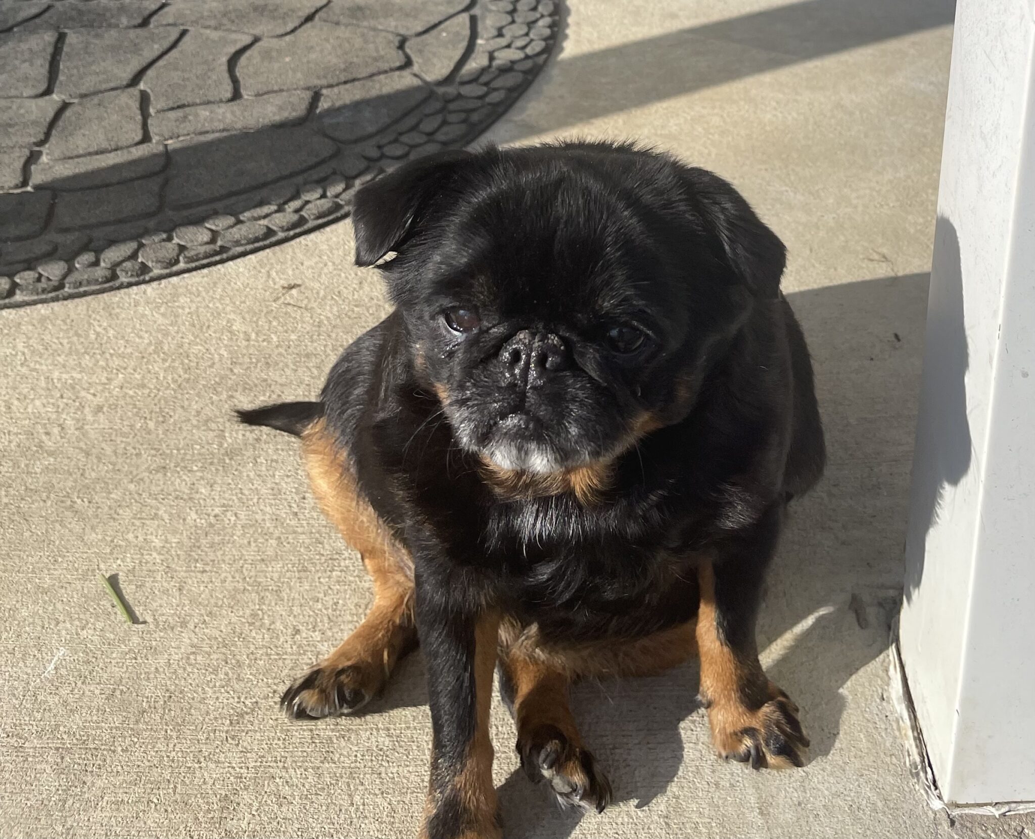 Adopted Brussels Griffon | 2026