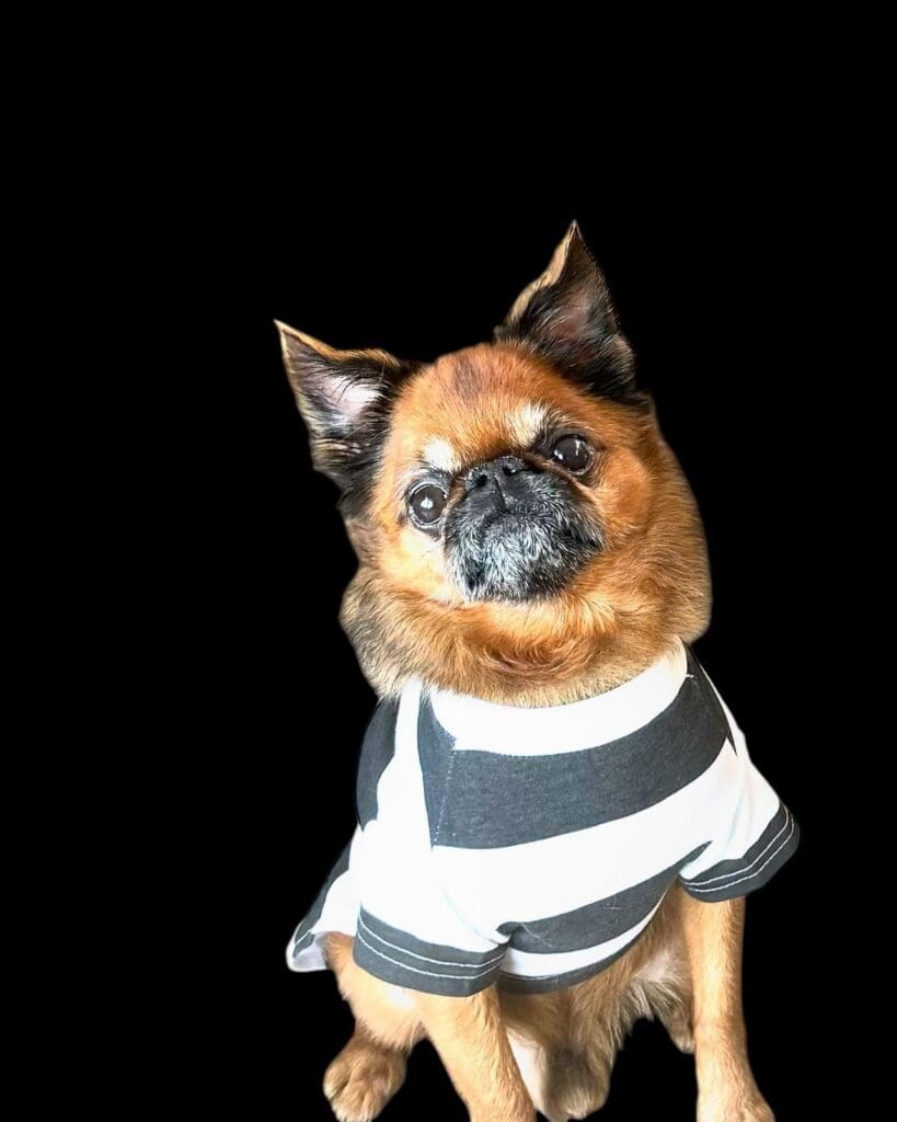 In Loving Memory of Turtle - National Brussels Griffon Rescue, Inc.