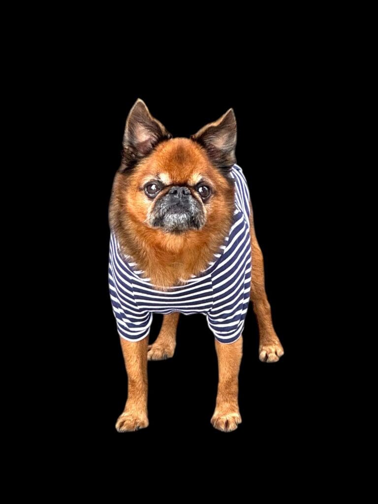 In Loving Memory of Turtle - National Brussels Griffon Rescue, Inc.